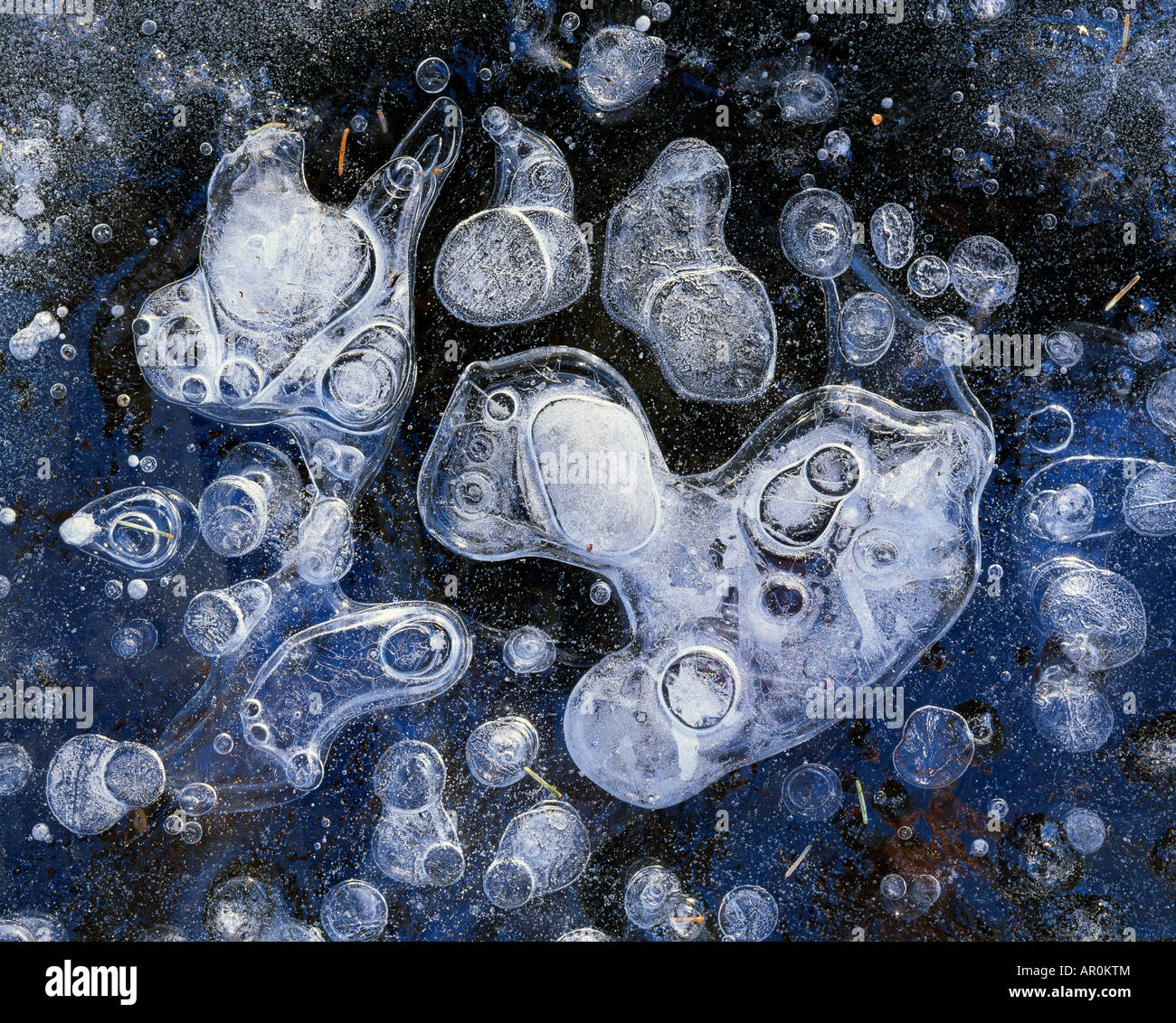 Frozen Bubbles in Pond Ice Eagle River Valley SC Alaska Winter Chugach ...