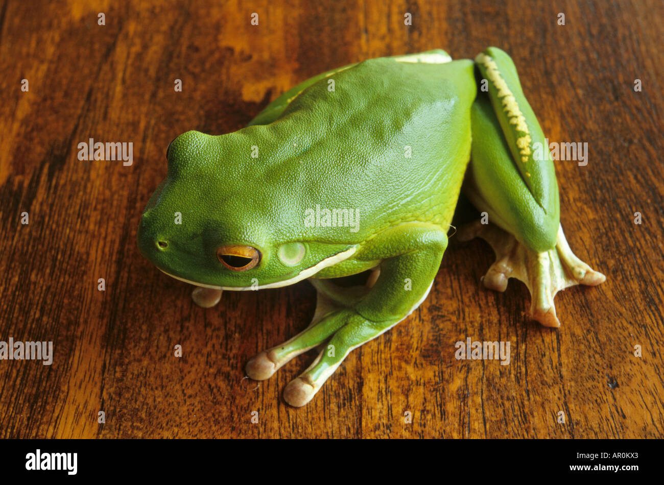 Green tree frog, Australien, green tree frog inside a house in Cairns ...