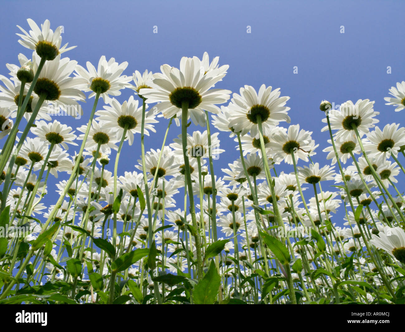 Giant daisy (Leucanthemum maximum Stock Photo - Alamy