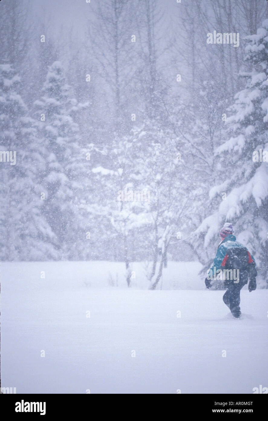Anchorage Southcentral Alaska Man Walking Snow Storm Winter Forest ...