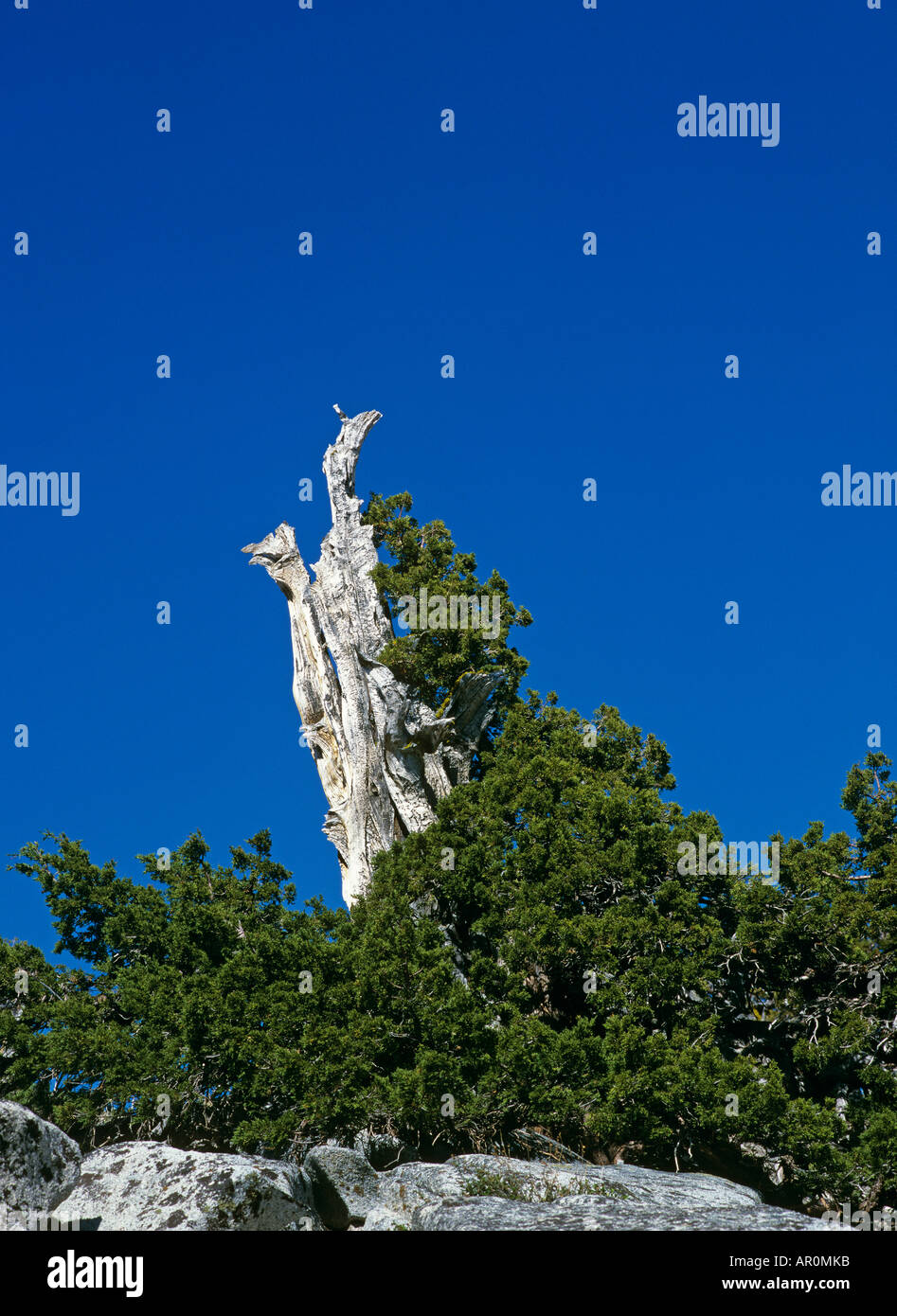 Bristlecone point hi-res stock photography and images - Alamy