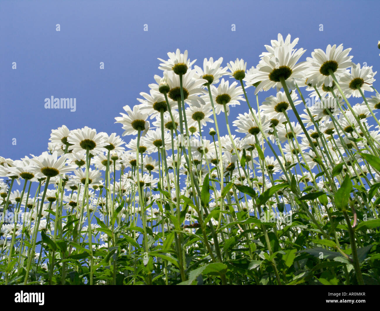 Giant daisy (Leucanthemum maximum Stock Photo - Alamy