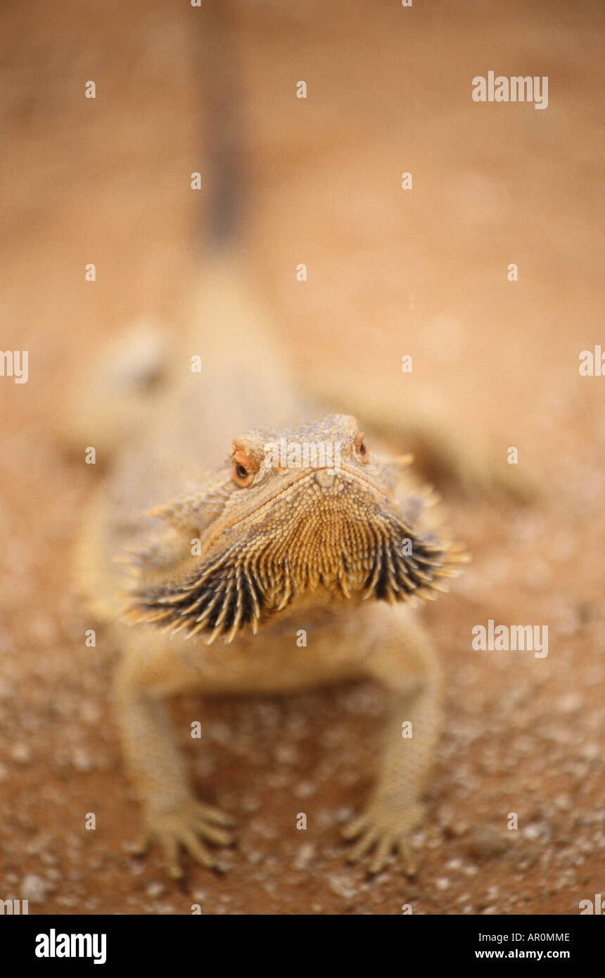 Bearded dragon, lizard, semi-desert, Australia Stock Photo - Alamy