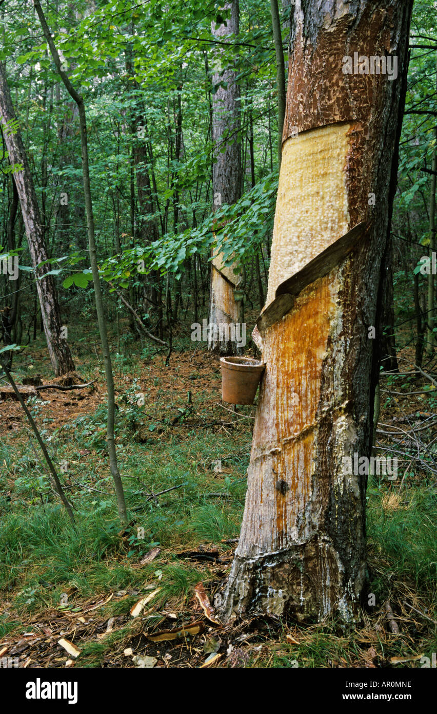 Gum rosin hi-res stock photography and images - Alamy