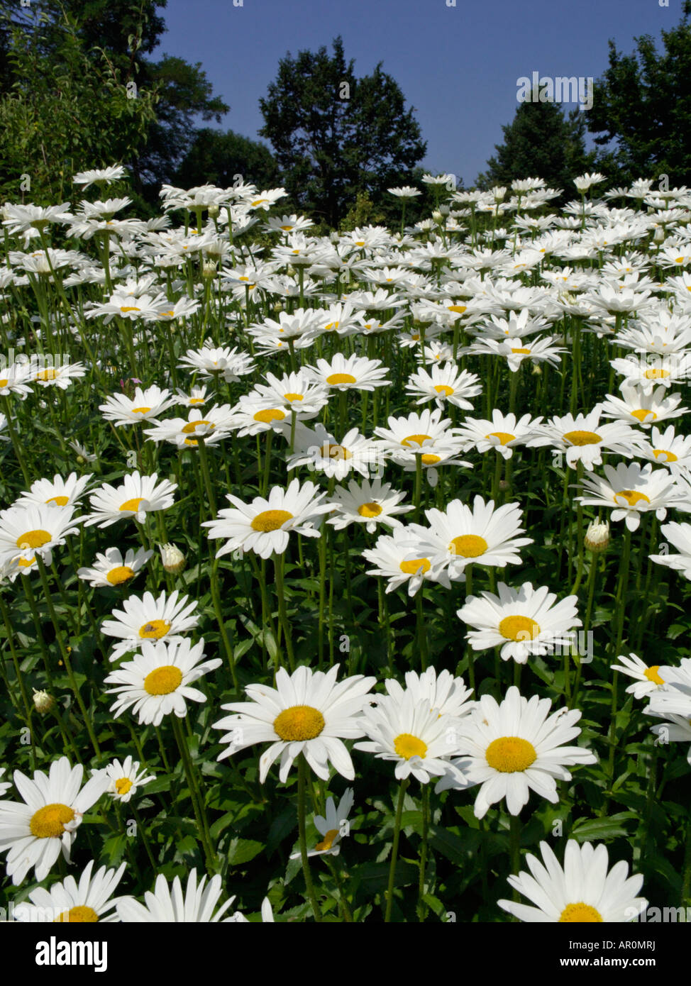 Giant daisy (Leucanthemum maximum Stock Photo - Alamy
