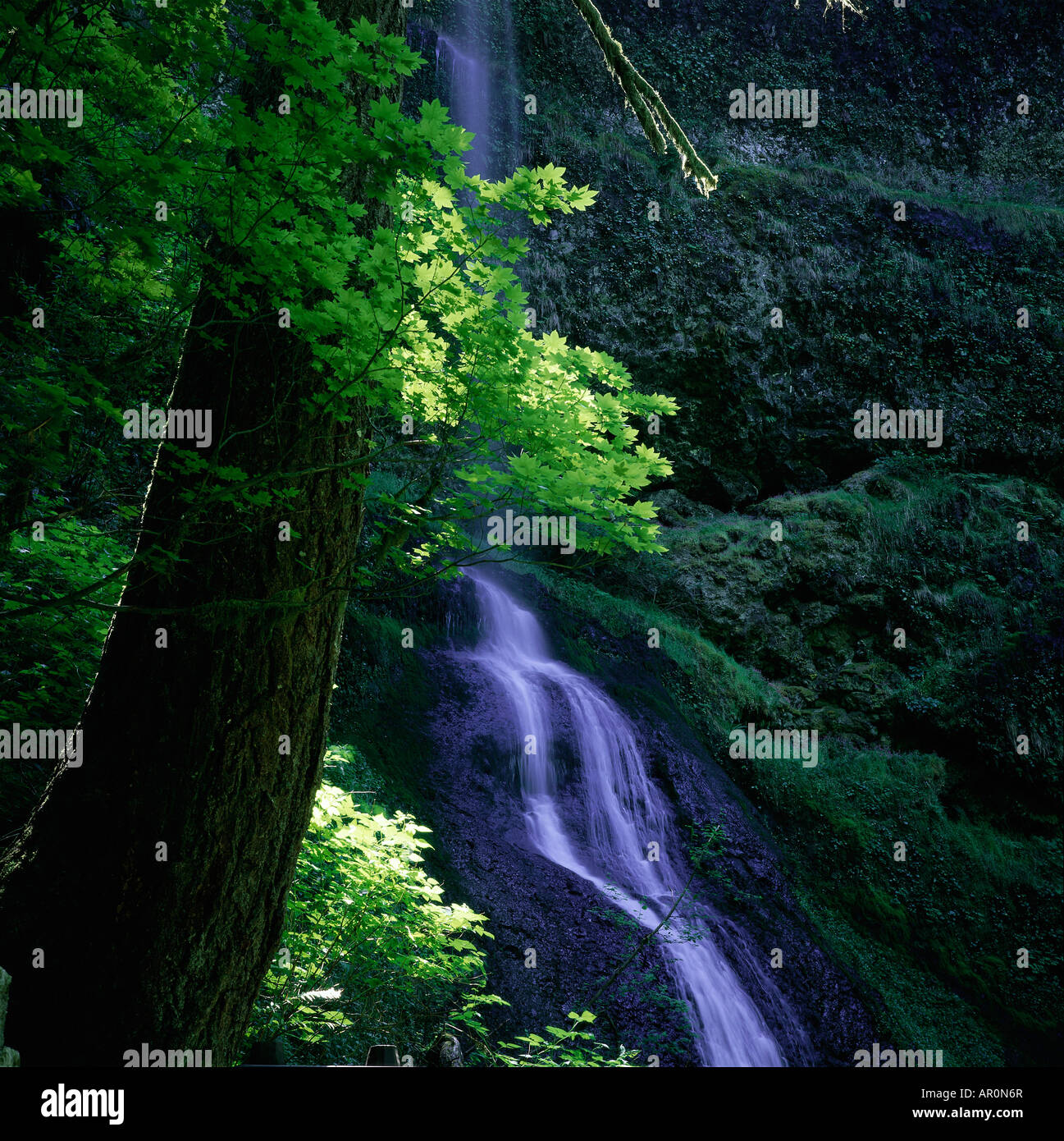 Winter Falls Summer Scenic Silver Falls State Park WA Stock Photo - Alamy