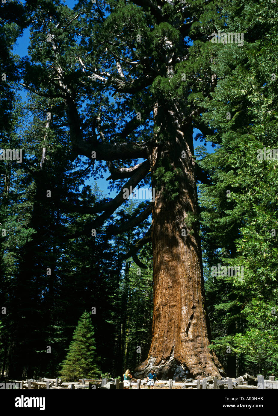 Sequioa branch hi-res stock photography and images - Alamy