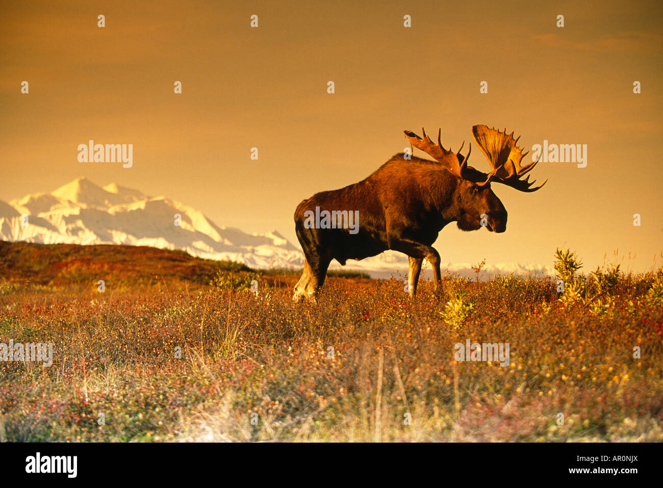Bull Moose In Front Of Mt.McKinley Denali NP Interior AK Stock Photo ...