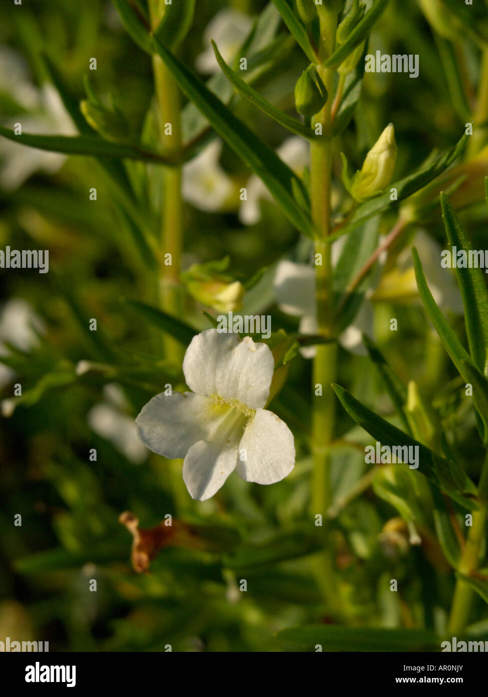 Hedge hyssop (Gratiola officinalis Stock Photo - Alamy