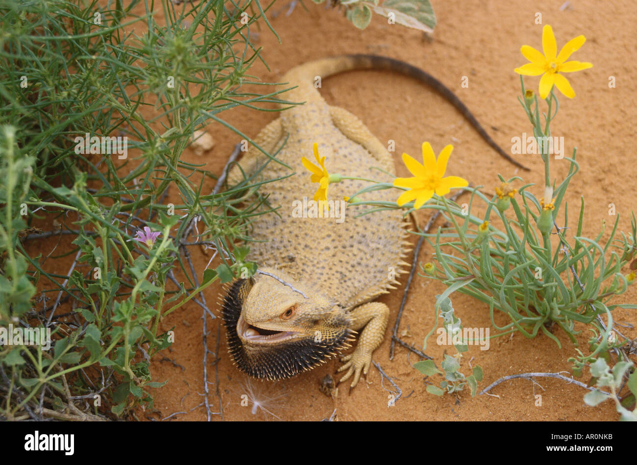 Semi desert animals hi-res stock photography and images - Alamy