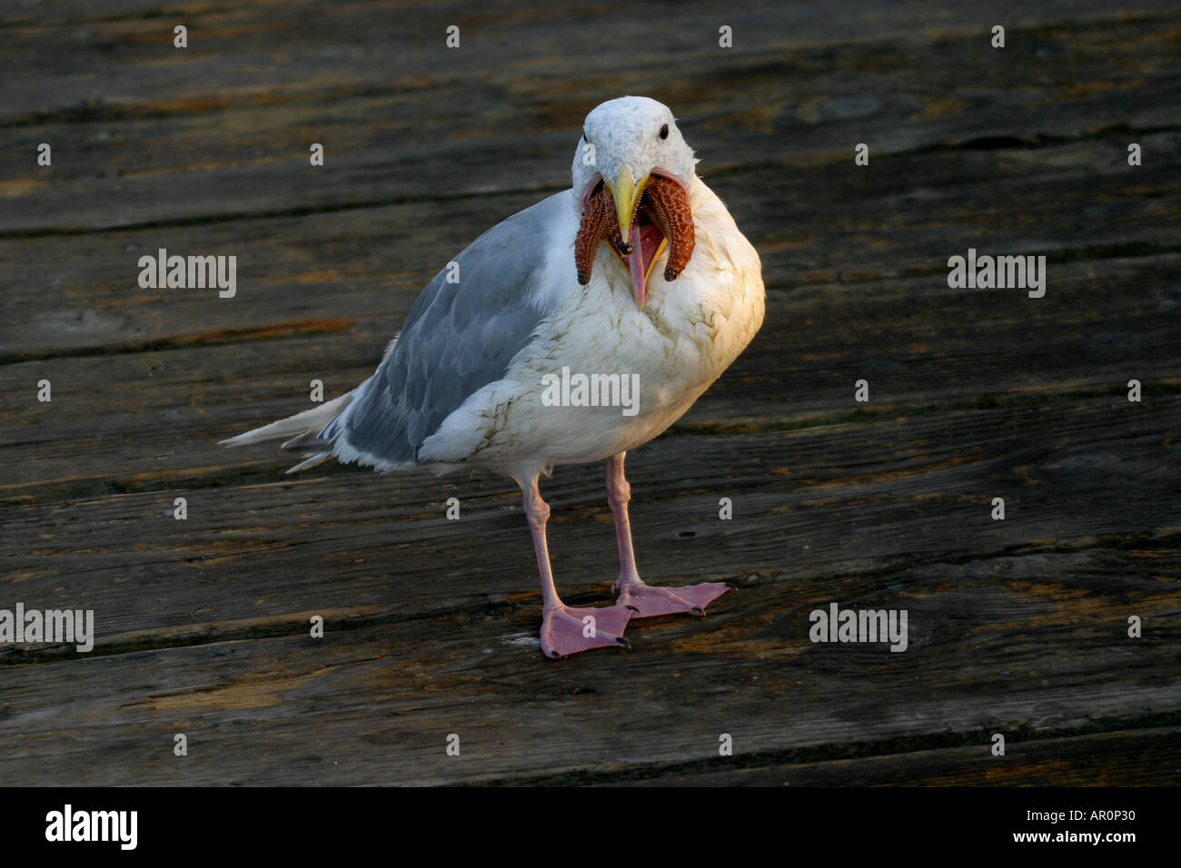 SEA GULL; Franklin’s gull; larus pipixcan; eating a star fish- a mouth ...