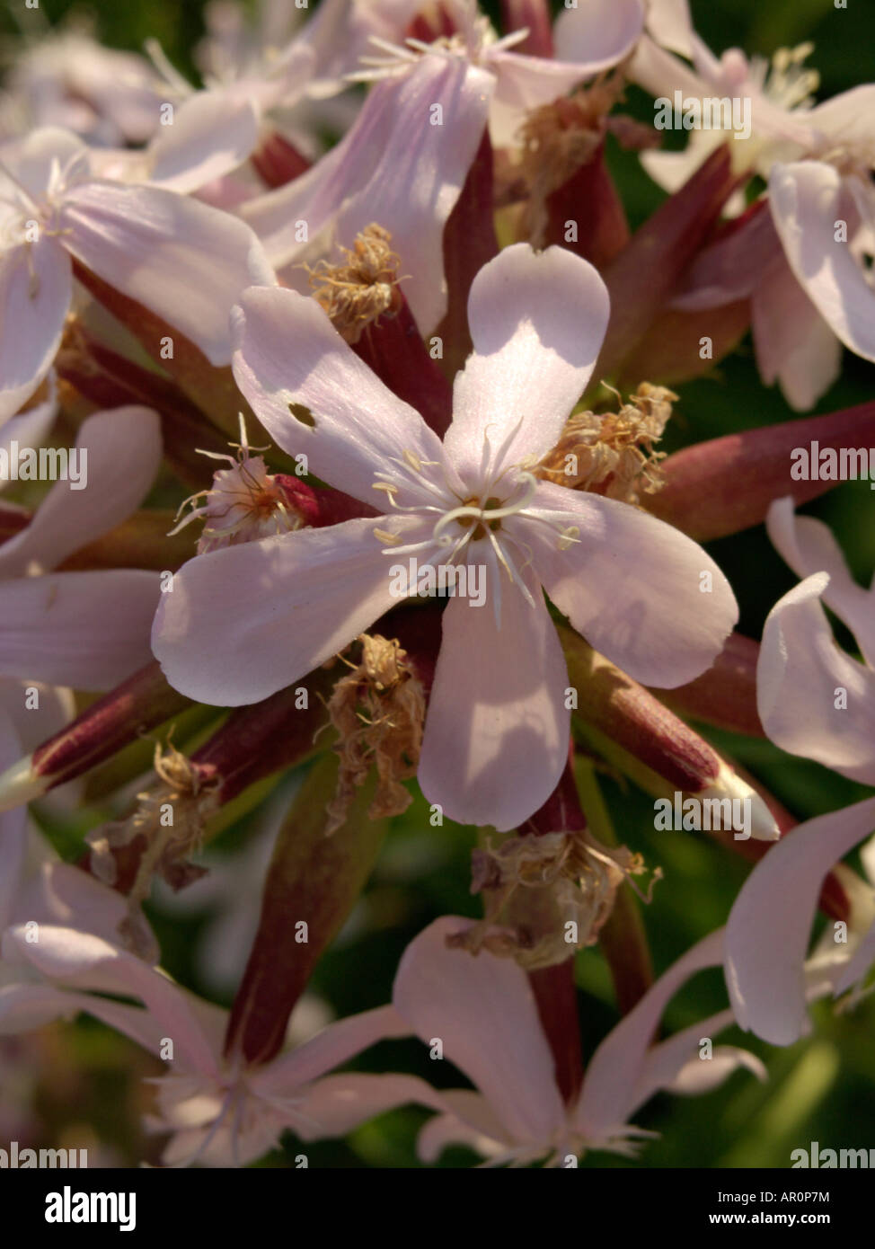 Common soapwort (Saponaria officinalis Stock Photo - Alamy