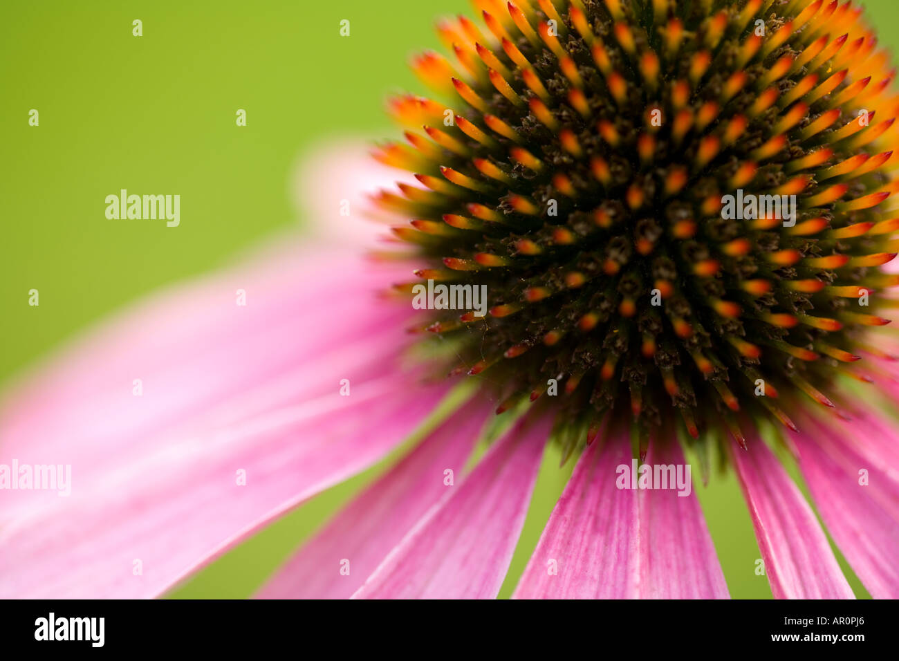 Coryzal hi-res stock photography and images - Alamy