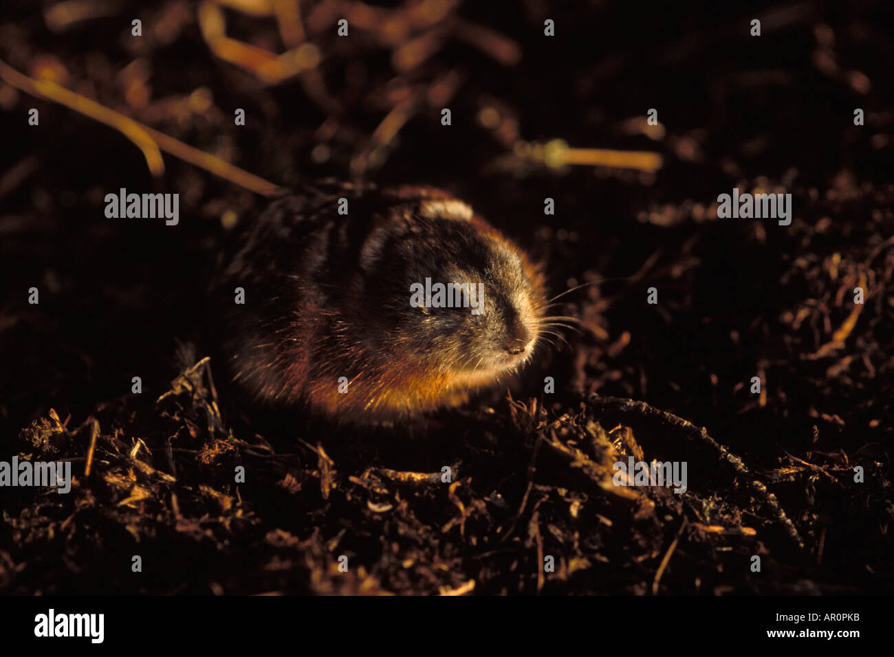 Lemmings lemming hi-res stock photography and images - Alamy