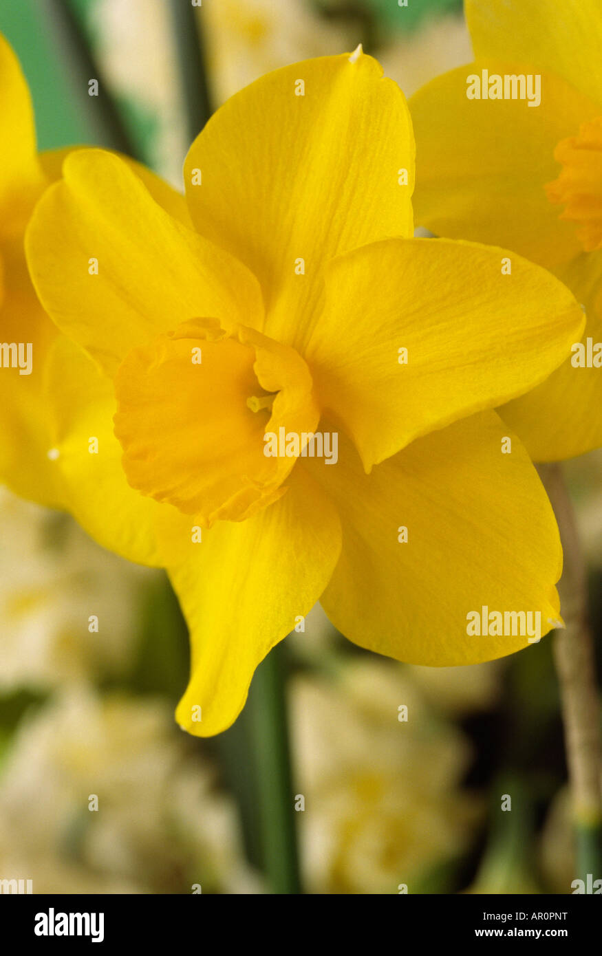 Division 7 jonquilla daffodils hi-res stock photography and images - Alamy