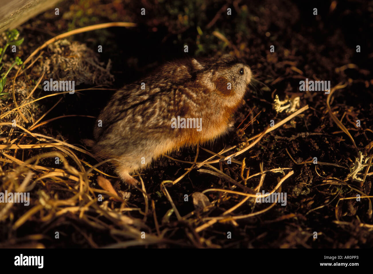Lemmings lemming hi-res stock photography and images - Alamy