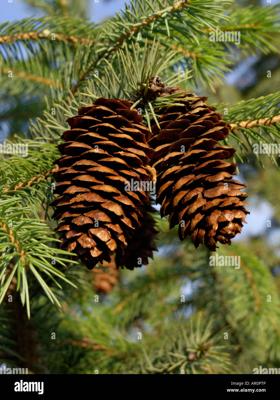 Sikkim spruce (Picea spinulosa Stock Photo - Alamy