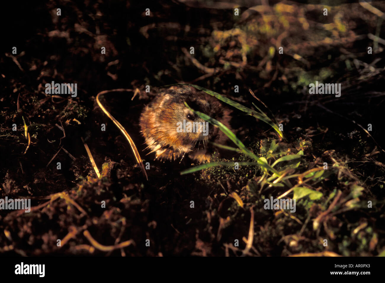 Lemmings lemming hi-res stock photography and images - Alamy