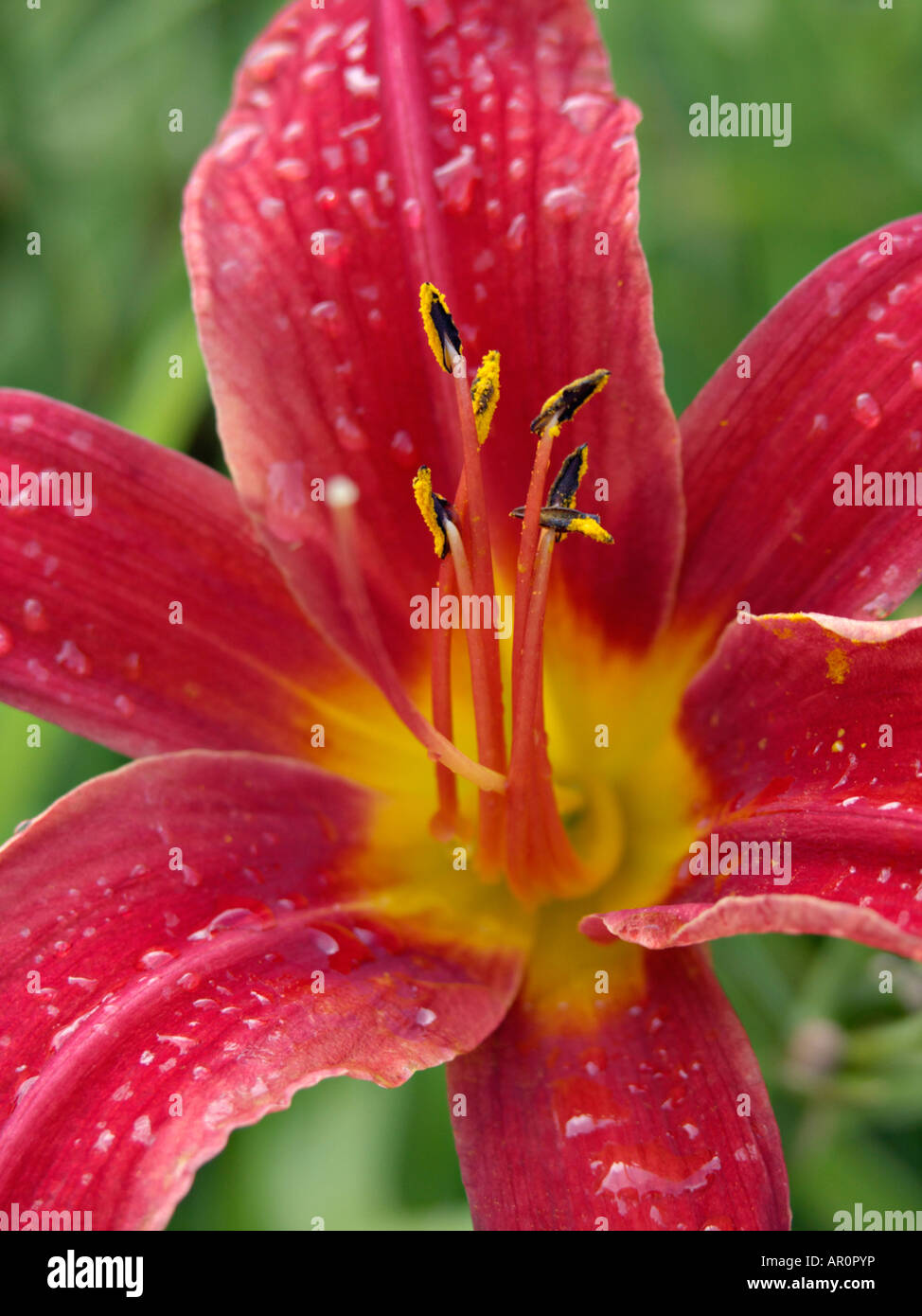 Day lily (Hemerocallis Bess Ross Stock Photo - Alamy
