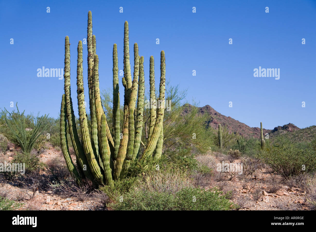 Organ Pipe Cactus (Stenocereus thurberi) at Organ Pipe Cactus National ...