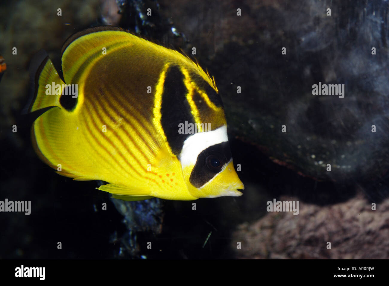 Chaetodon lunula raccoon butterflyfish hi-res stock photography and ...