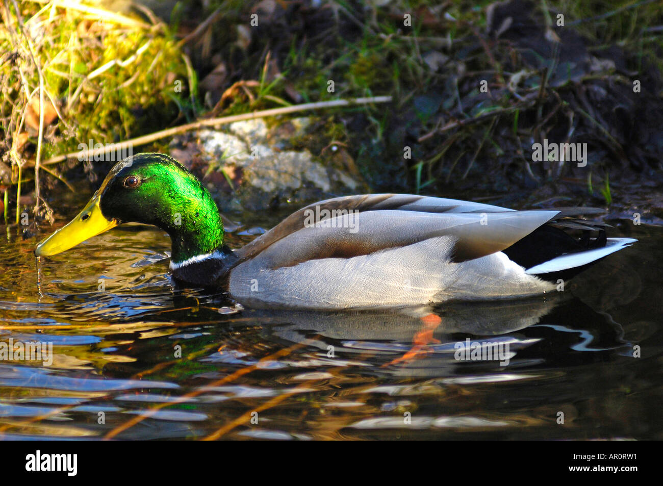 A male Duck (Anas platyrhynchos) is swimming in the water Stock Photo ...