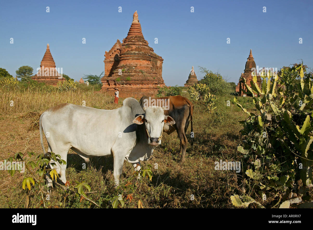 Cattle in front of temple buildings, Bagan, Myanmar Stock Photo - Alamy