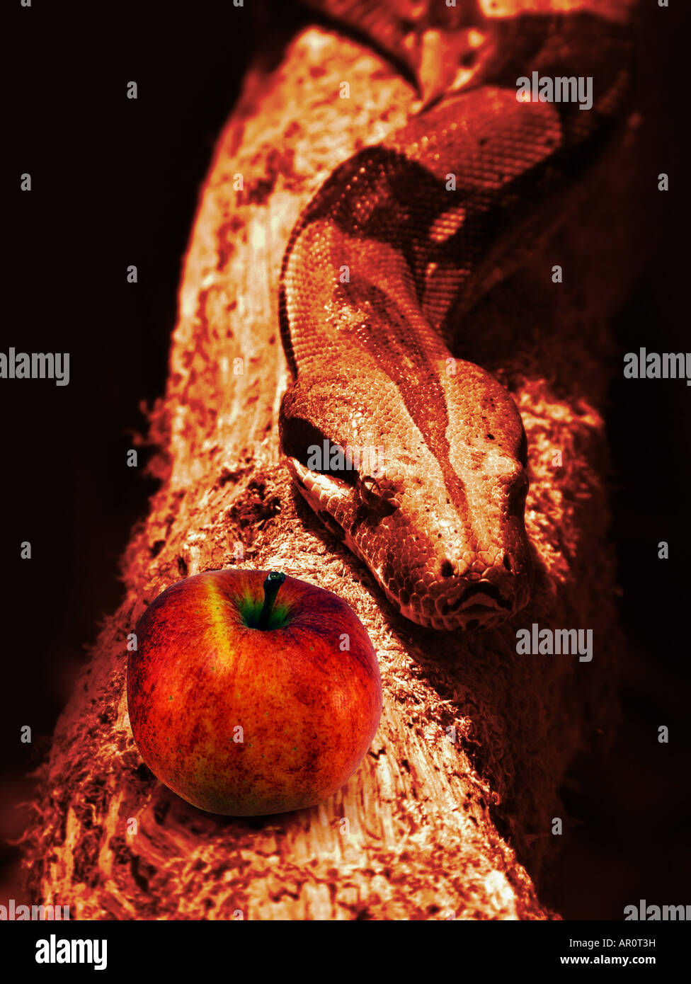 Apple and serpent hi-res stock photography and images - Alamy