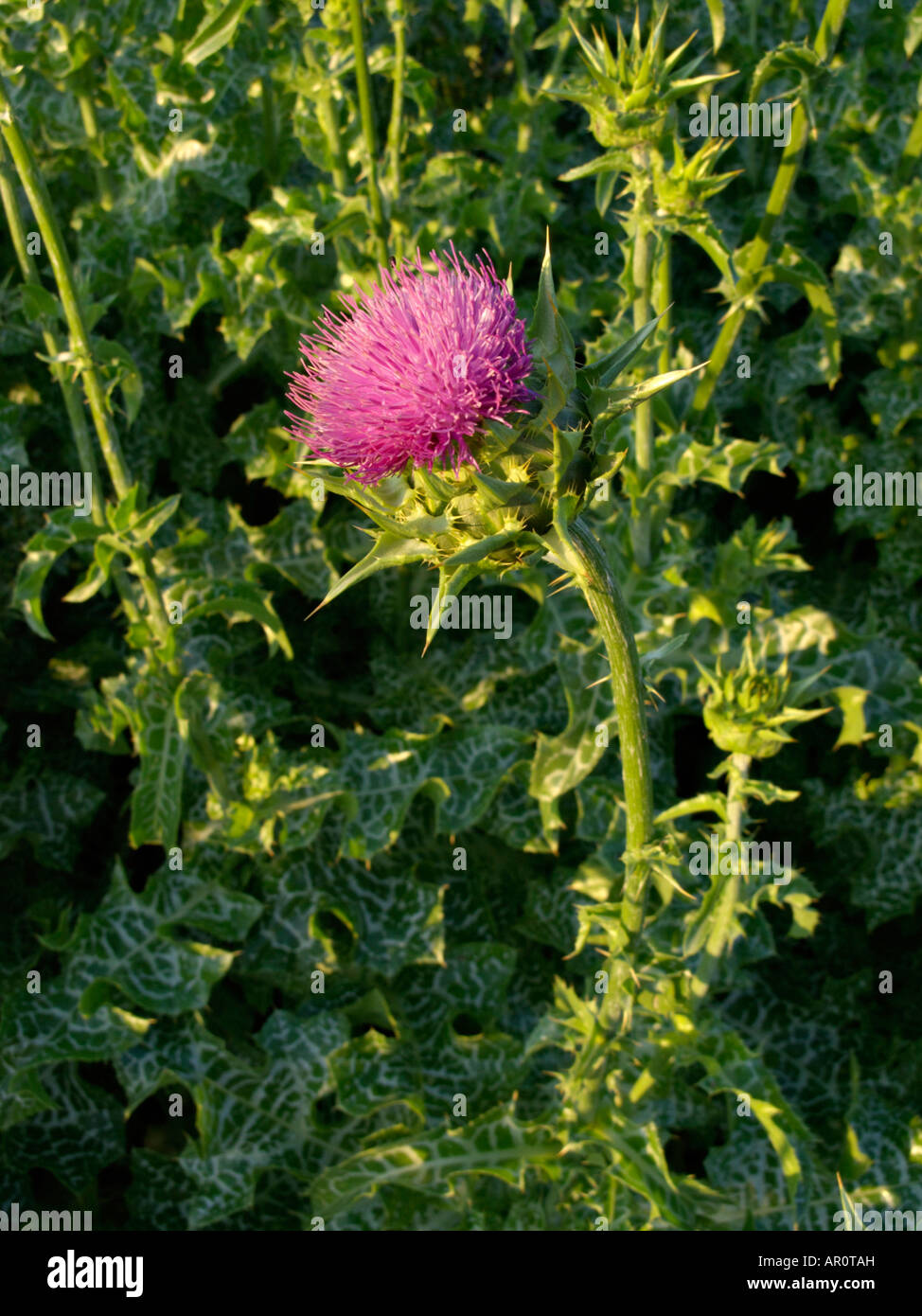 Blessed Milk Thistles High Resolution Stock Photography and Images - Alamy