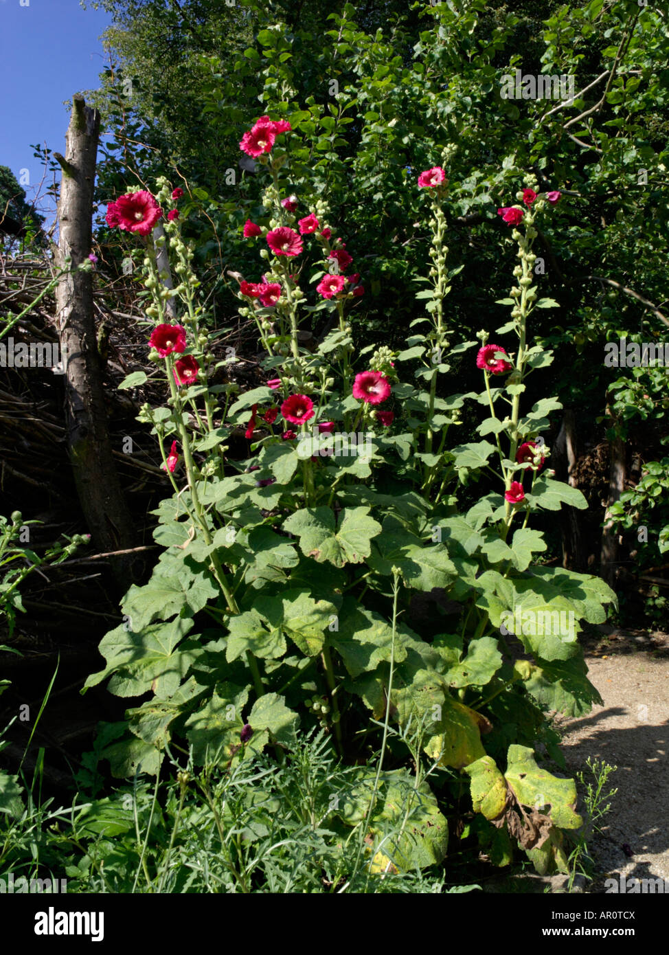 Common hollyhock (Alcea rosea Stock Photo - Alamy