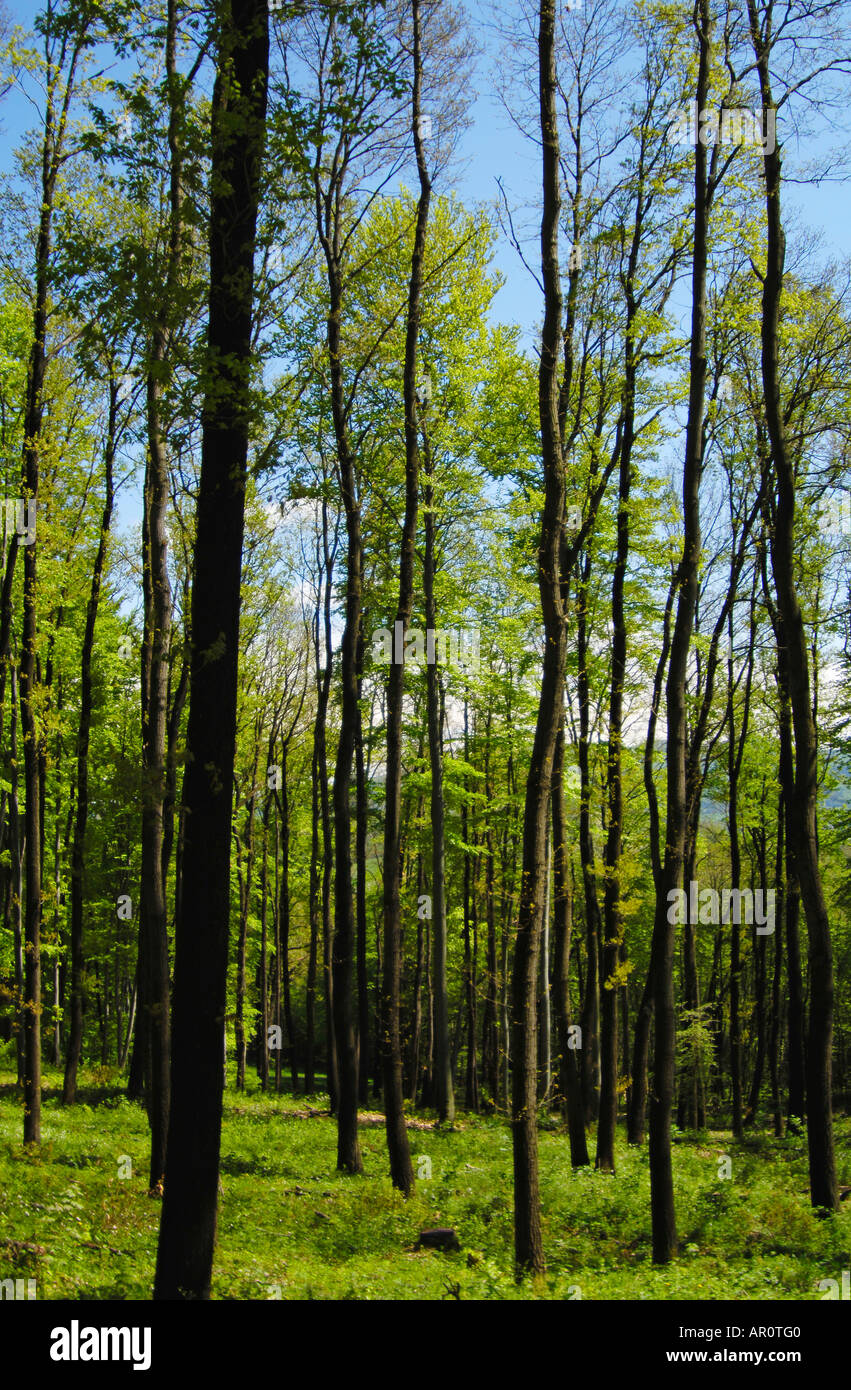 High Trees in the Woods Stock Photo - Alamy
