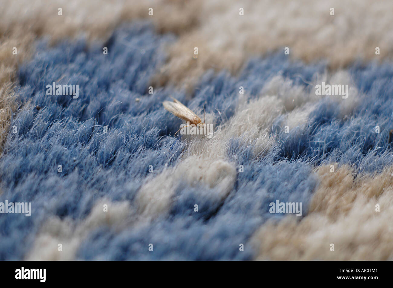 Tineola bisselliella clothes moth hi-res stock photography and images ...