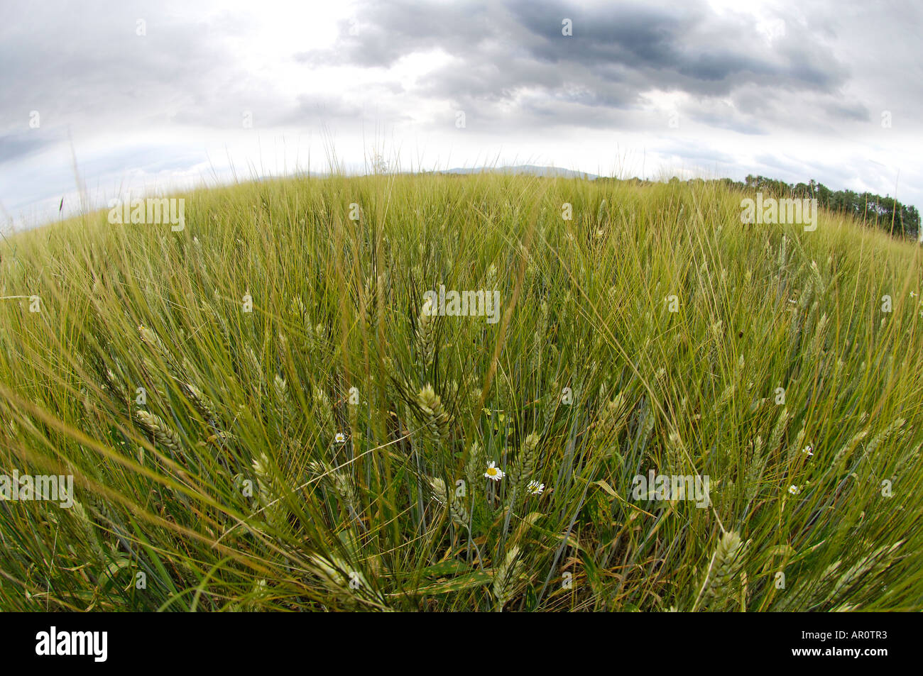 A Big weed field Stock Photo - Alamy