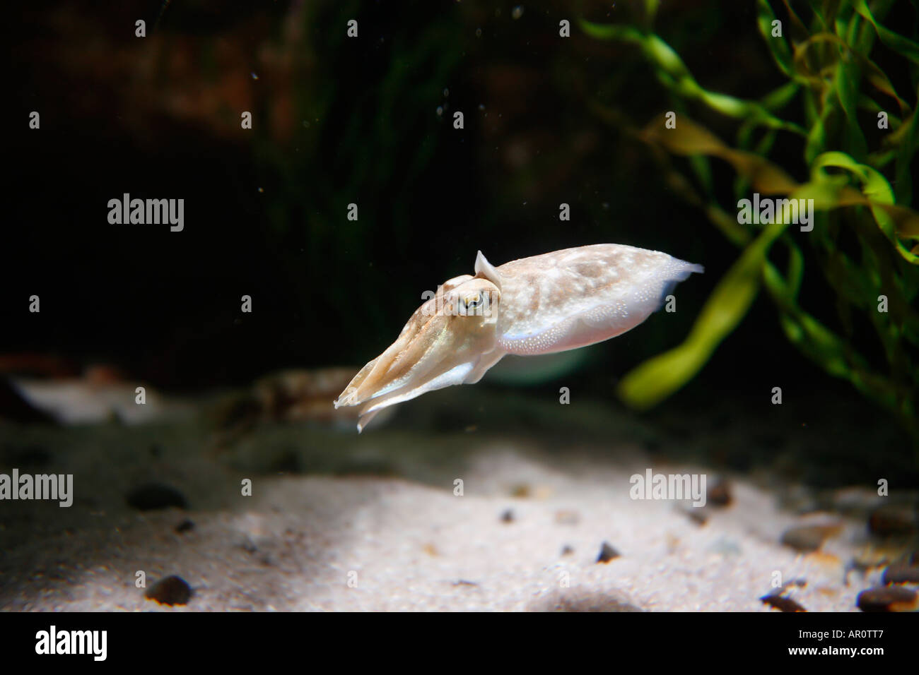 A squid (Cephalopoda) with a pale colouring Stock Photo - Alamy