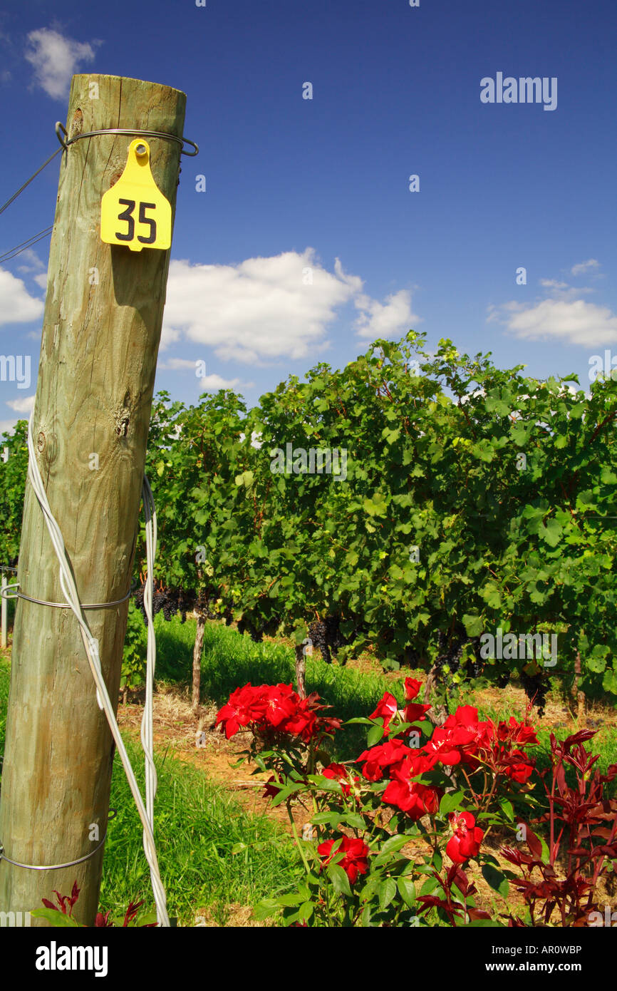 Barboursville, Vineyard, Barboursville, Virginia, USA Stock Photo - Alamy