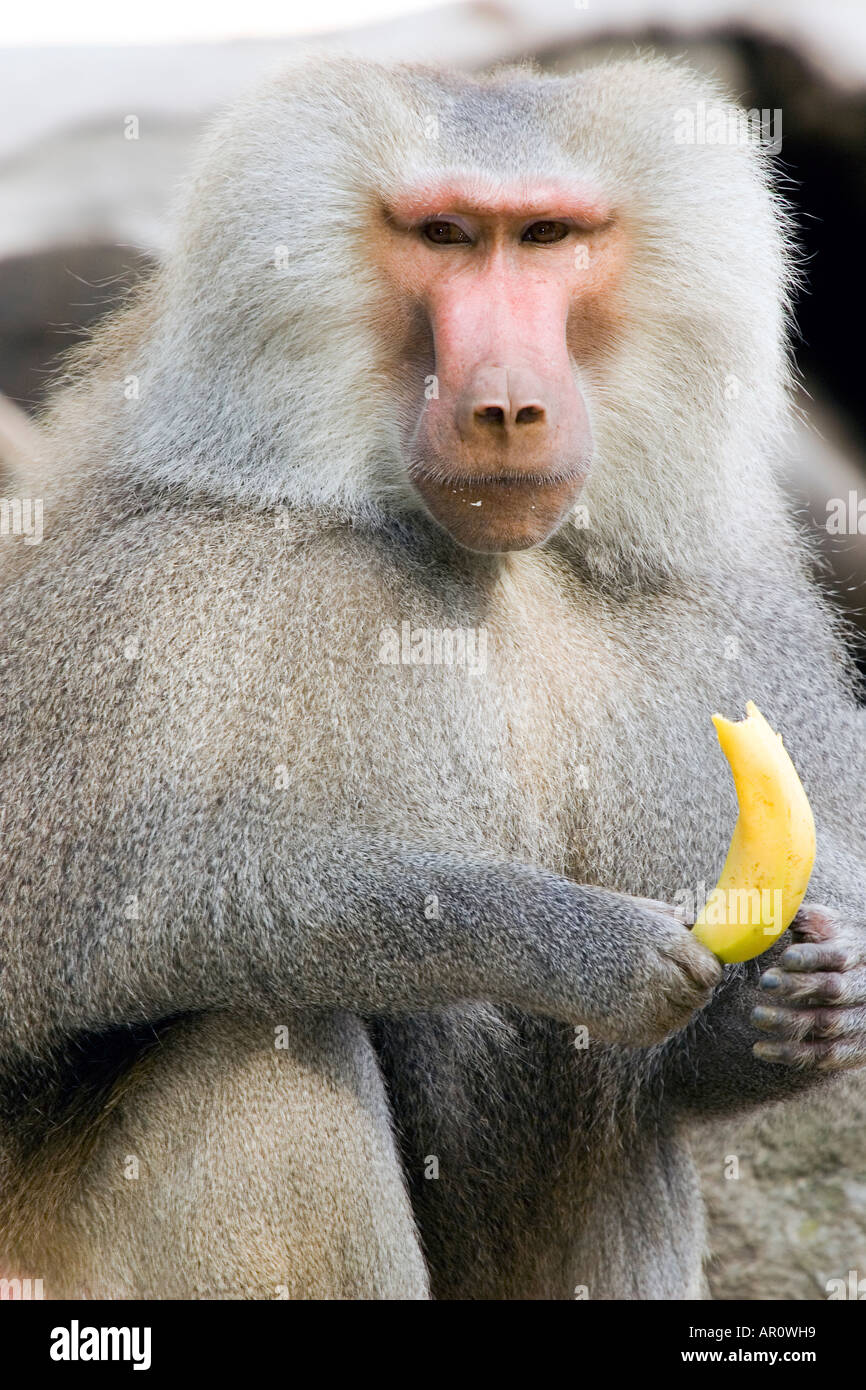 Monkey banana hi-res stock photography and images - Alamy