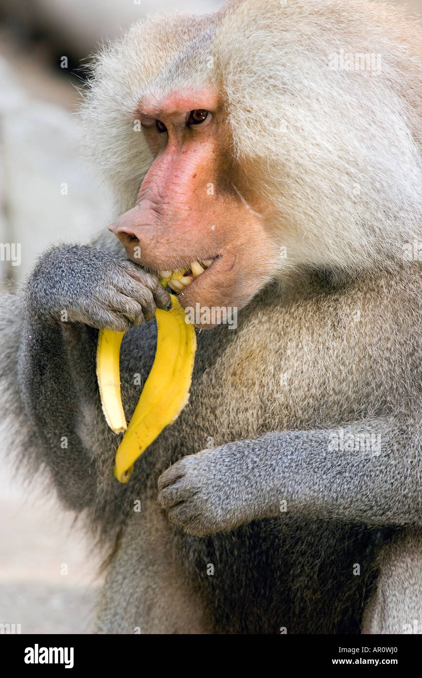 A baboon (Papio hamadryas)eating a banana Stock Photo - Alamy