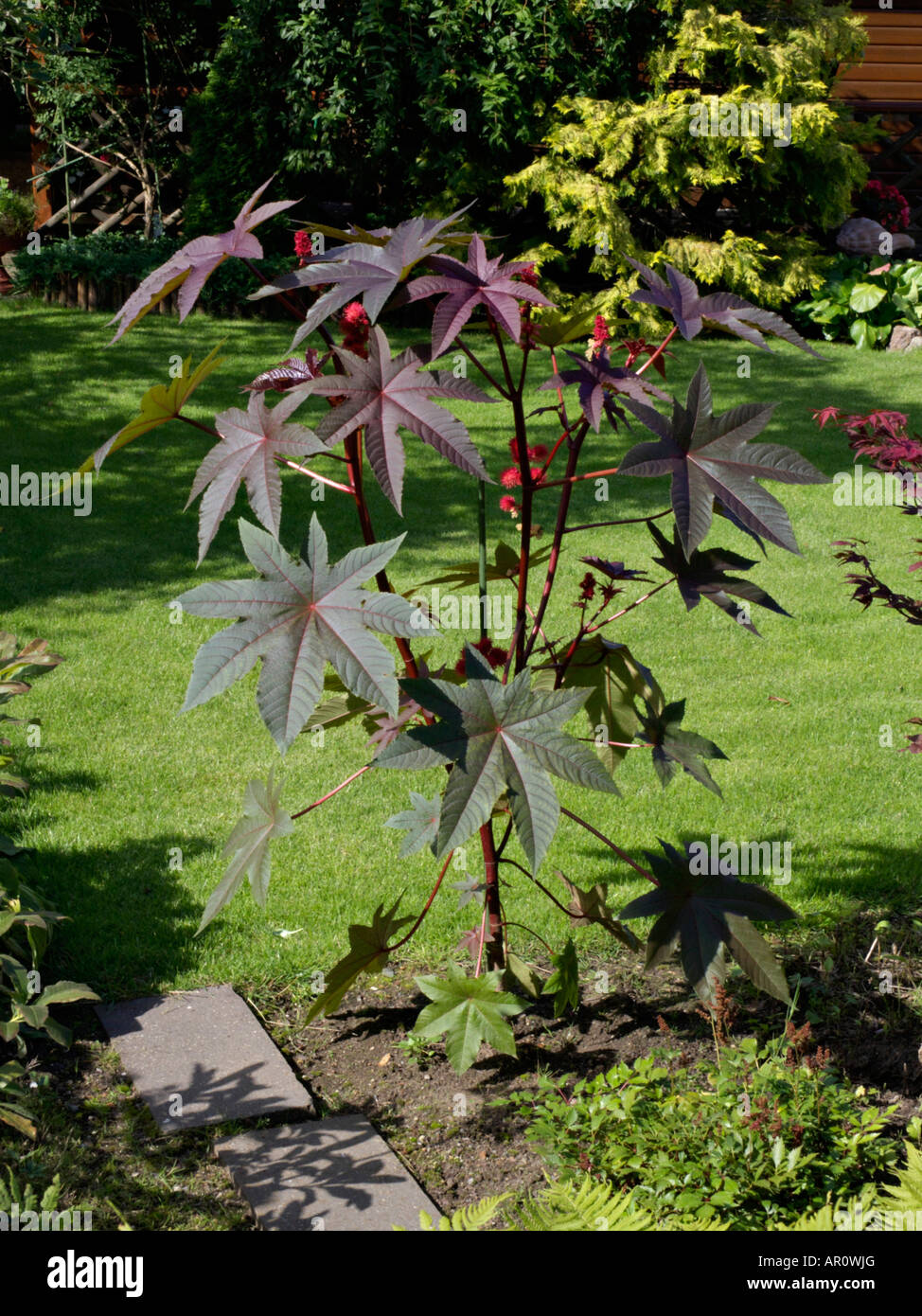 Castor oil plant (Ricinus communis Stock Photo - Alamy