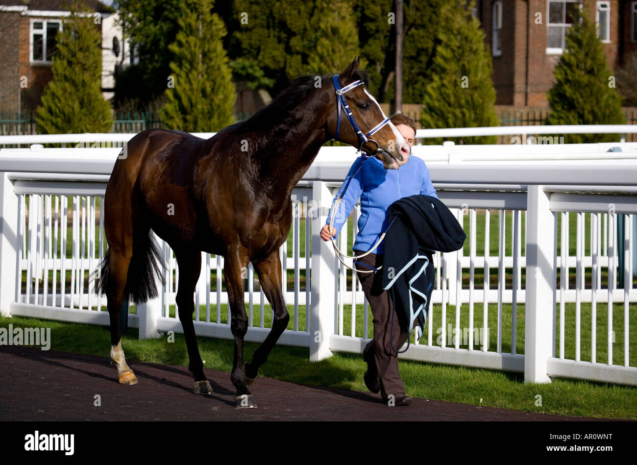 Horse racing lingfield races hi-res stock photography and images - Alamy
