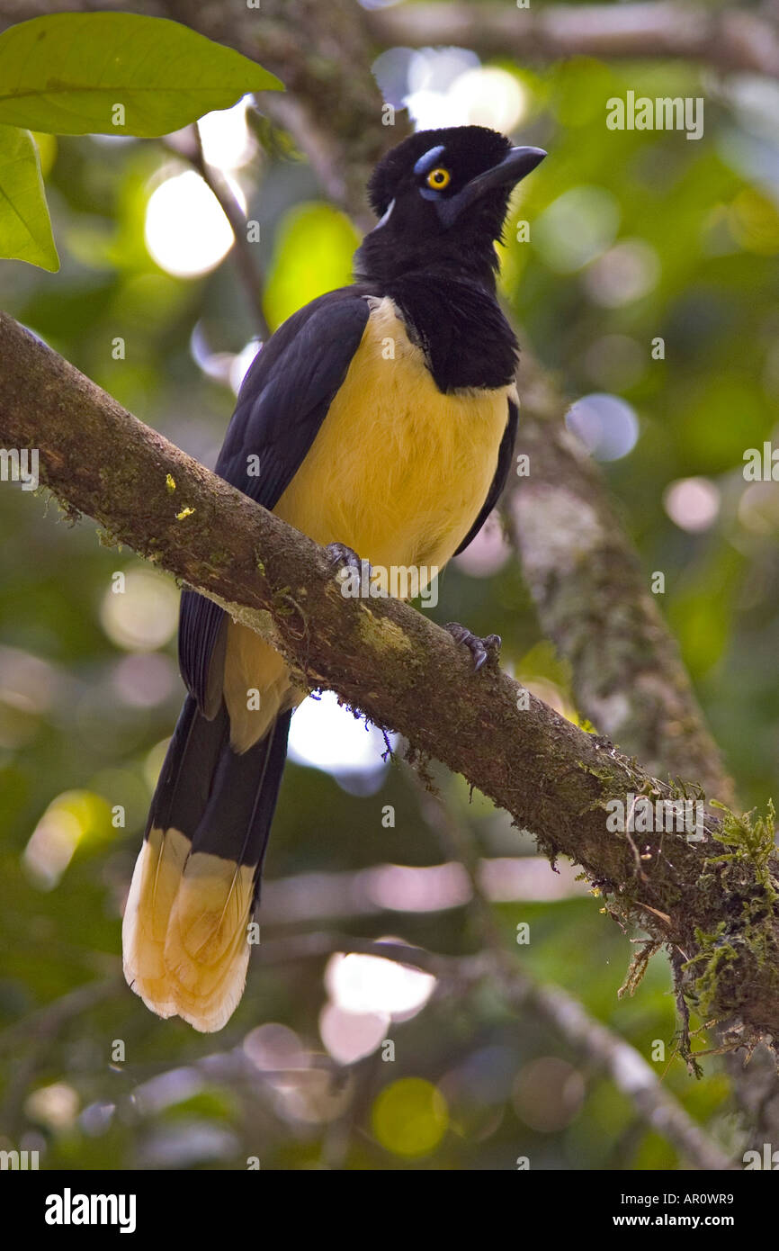 Bird the brazil water hi-res stock photography and images - Alamy
