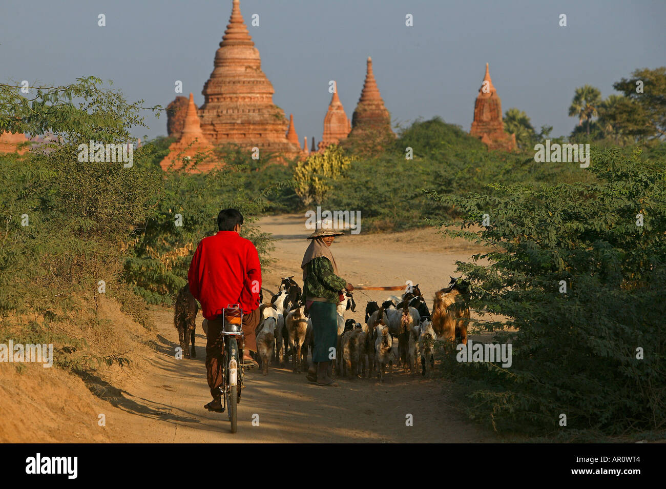 Farm cart in front of temple buildings, Bagan, Myanmar Stock Photo - Alamy