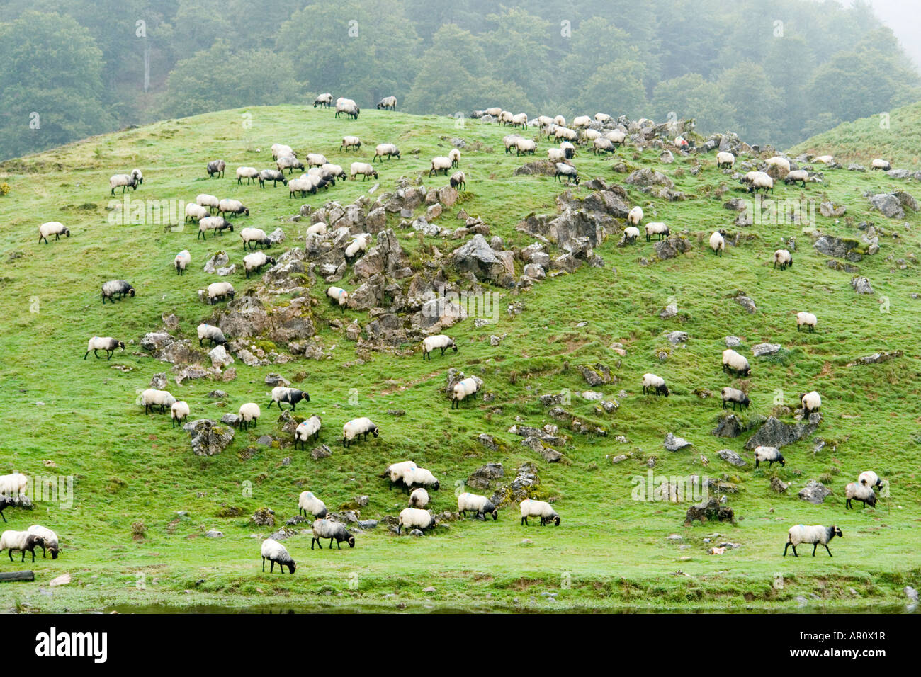 A flock of black headed "Manech" ewes grazing at altitude, near to ...