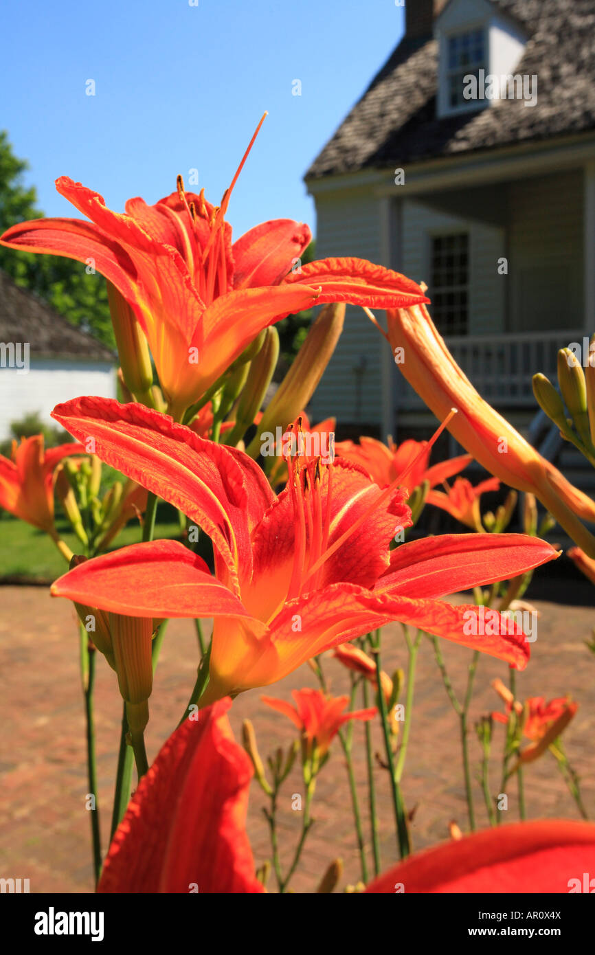 Day Lilies, Smithfield Plantation, Blacksburg, Virginia, USA Stock ...