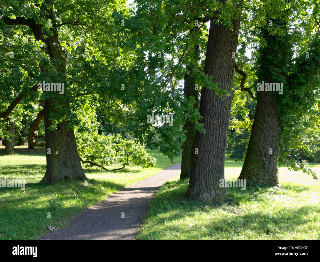 Quercus fagaceae hi-res stock photography and images - Alamy