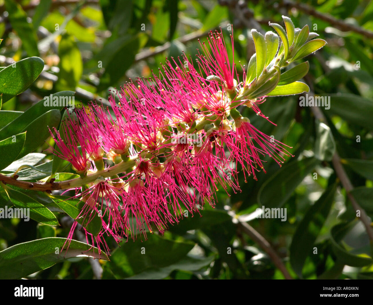 Wallum bottlebrush (Callistemon pachyphyllus Stock Photo - Alamy