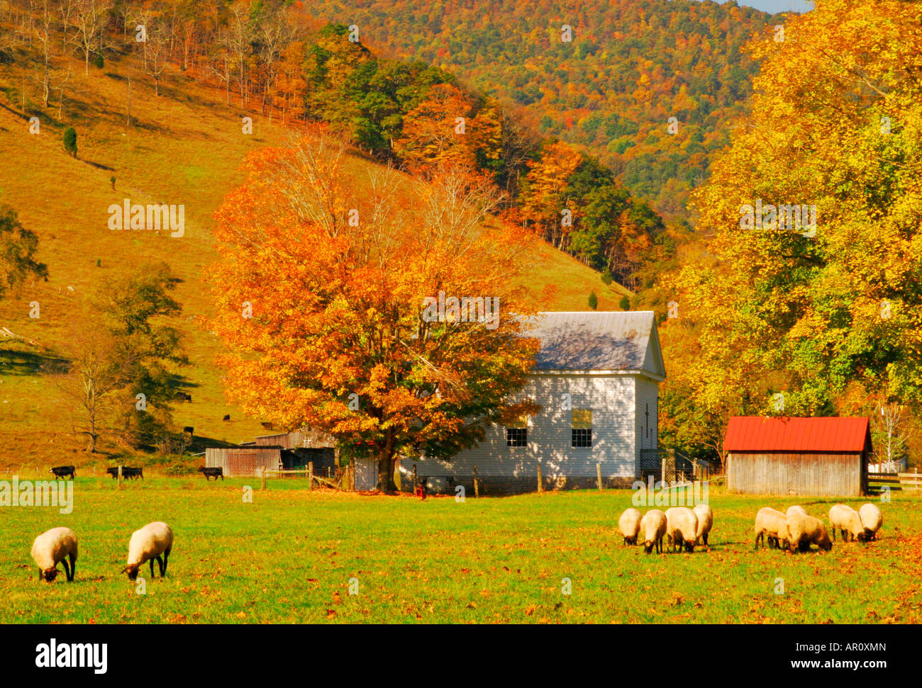 Sheep country church fall autumn virginia hi-res stock photography and ...
