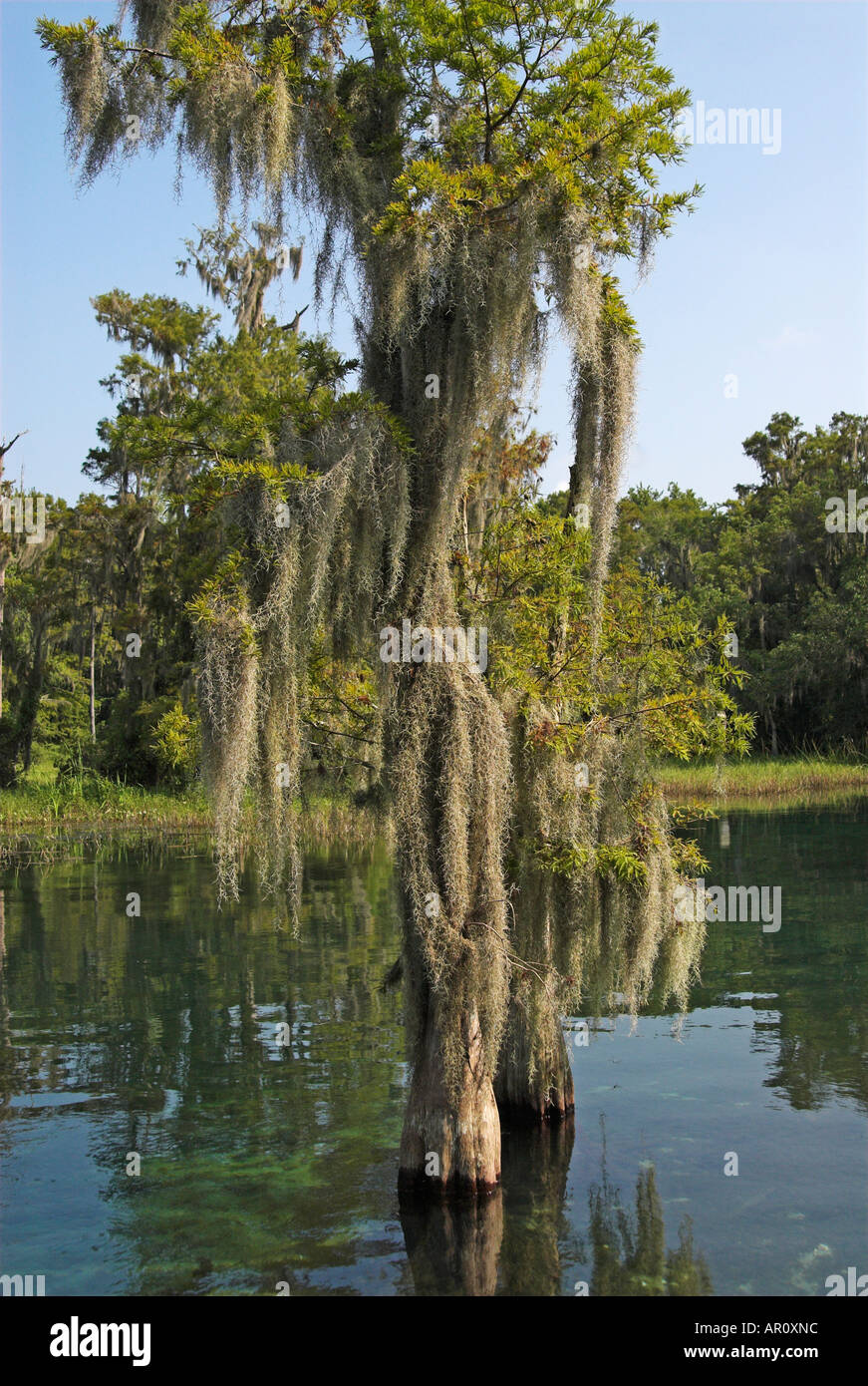 Tree with lichen, Rainbow River, Florida, USA Stock Photo - Alamy