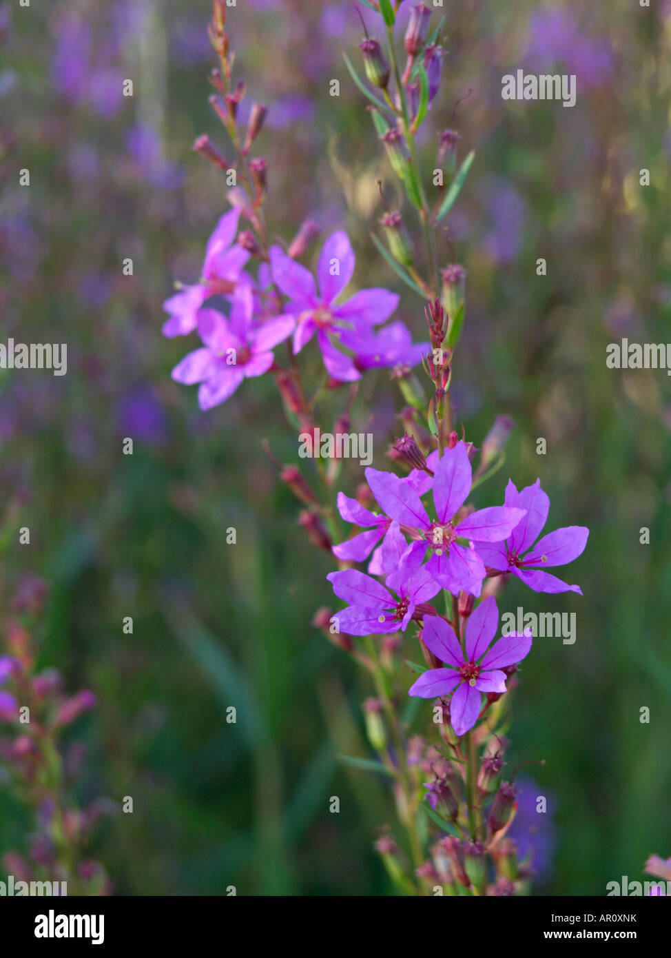 European wand loosestrife (Lythrum virgatum Stock Photo - Alamy