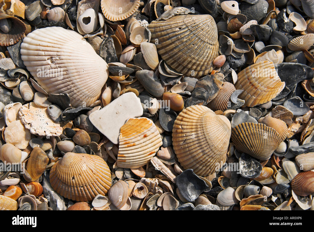 Shells at the beach of Amelia Island, Florida, USA Stock Photo - Alamy