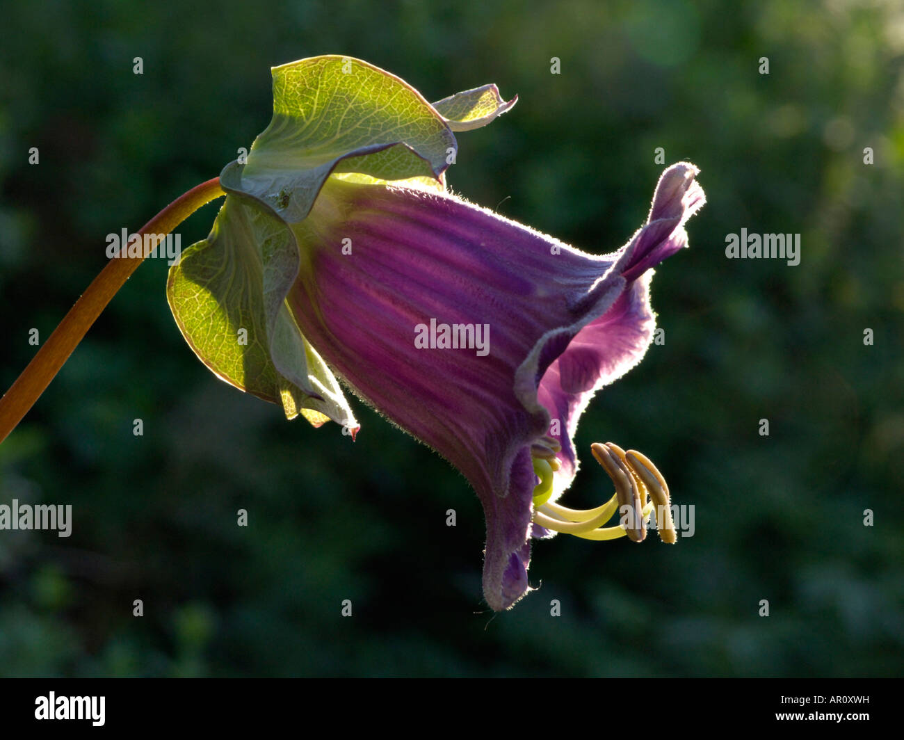 Cathedral bells (Cobaea scandens Stock Photo - Alamy